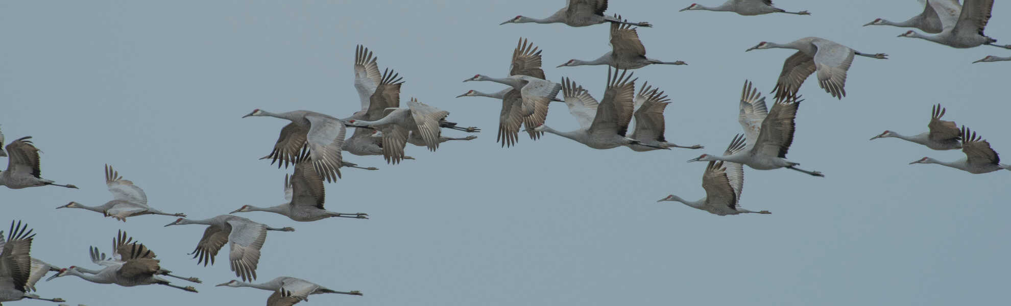 Drupal Migration Migrating Hierarchical Taxonomy Terms