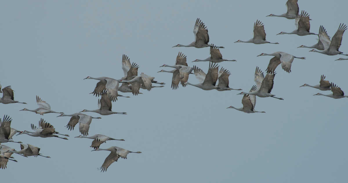 Drupal Migration: Migrating Hierarchical Taxonomy Terms Drupal Migration: Migrating Hierarchical Taxonomy Terms